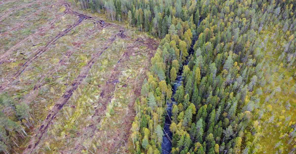 Metsähallituskin hakkasi jopa 10 metrin päästä raakkujoesta ...
