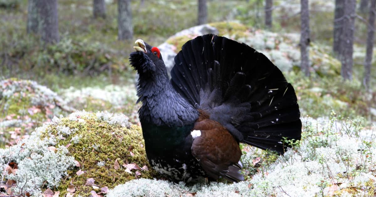 Metso palaa Varsinais-Suomen riistalajiksi pitkän tauon jälkeen | Yle