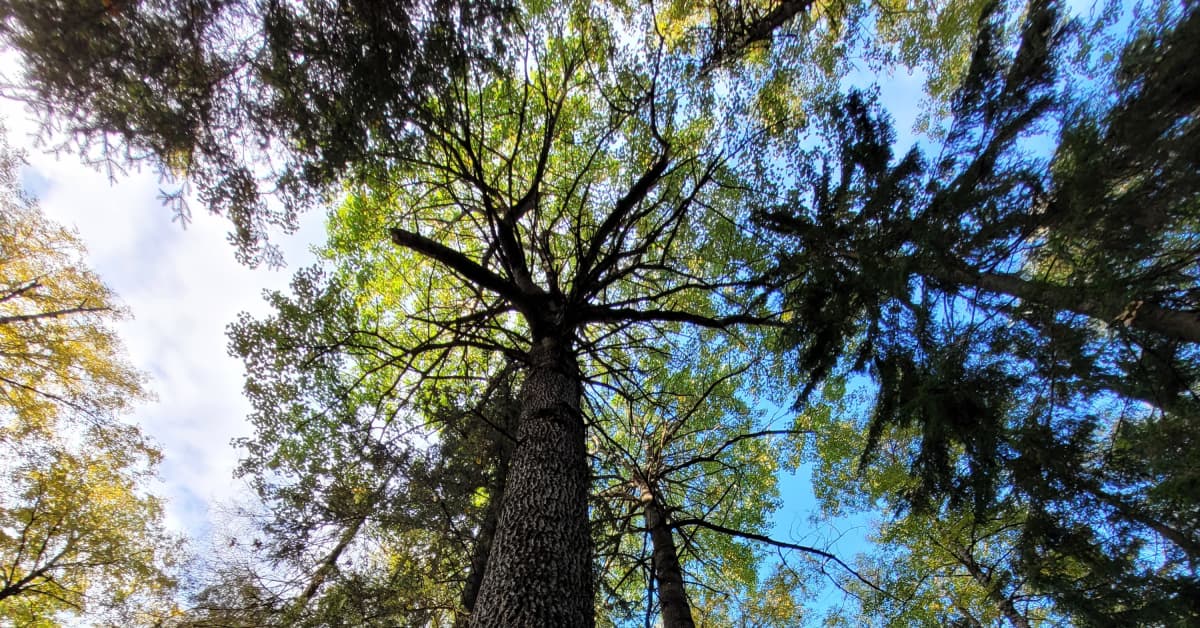 Espoo perusti kolme uutta luonnonsuojelualuetta | Uusimaa | Yle
