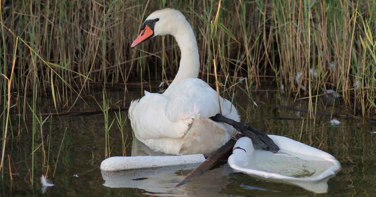 Svan fastnade i plastsvan - räddades av Isnäs FBK | Östnyland | Svenska Yle