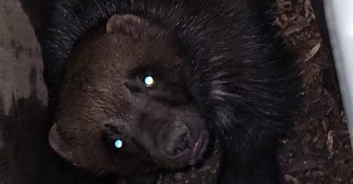 Ahma hiipii takaisin etelään – Turun cityahman kaupunkivierailu oli ...