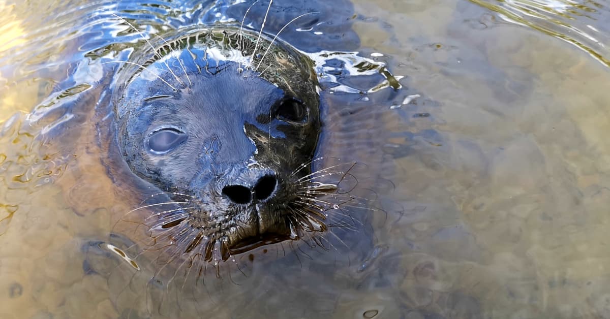 Norppia siirretään Saimaalla ensimmäistä kertaa yli 30 vuoteen ...