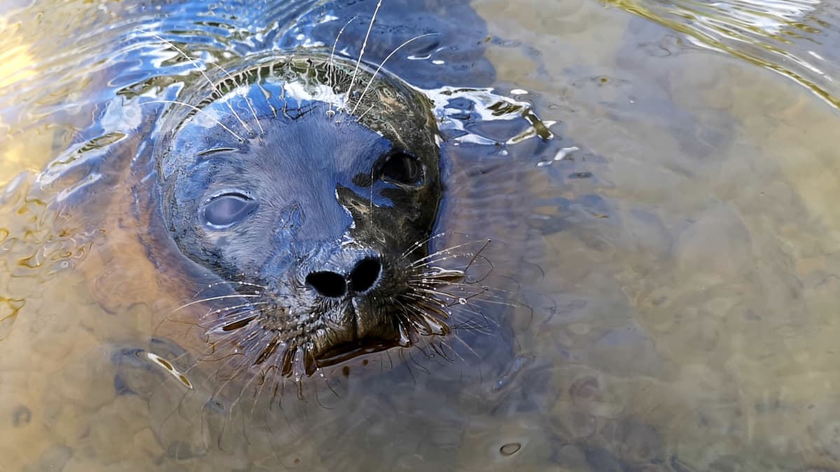 Norppia siirretään Saimaalla ensimmäistä kertaa yli 30 vuoteen ...
