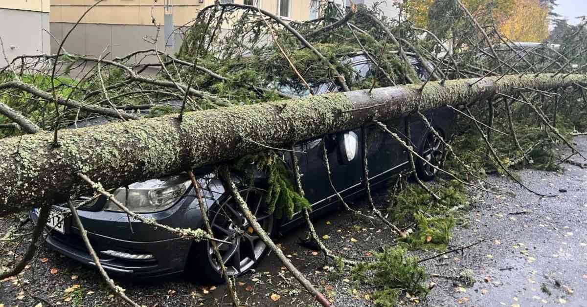 Puu kaatui Ronny Grekin auton päälle jo toisen kerran: ”Ei sitä ...