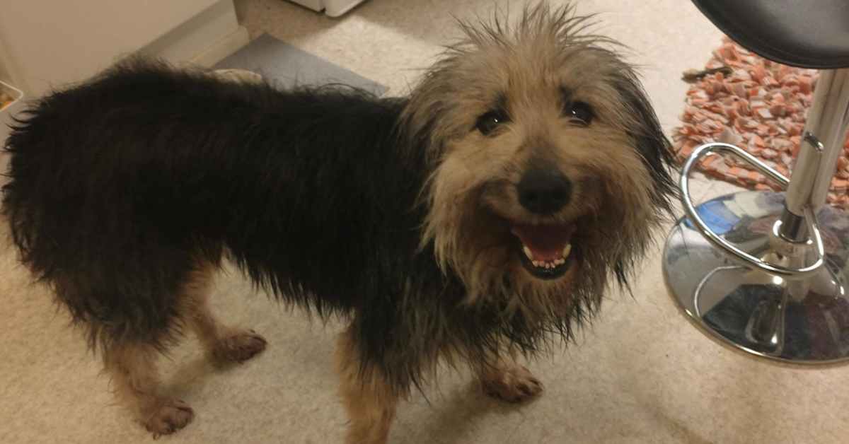 Ransu-koira oli karannut Svetogorskin koiratarhalta Venäjältä | Kotimaa ...