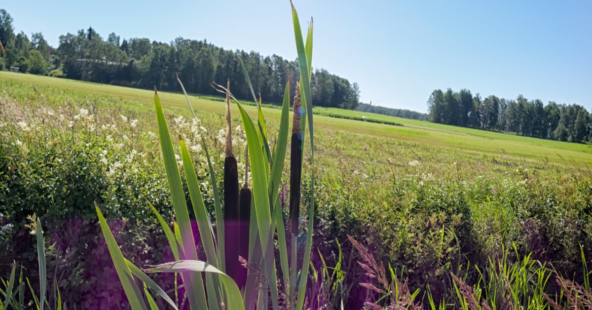 HAMK sai rahaa vesiensuojelutoimille Hattulassa ja Hämeenlinnassa ...