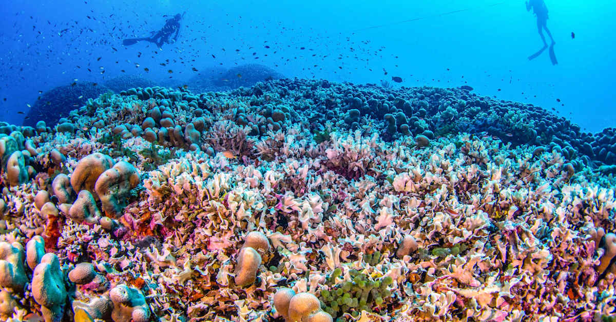 Video: Maailman suurimman korallin saattaa nähdä avaruudesta ...