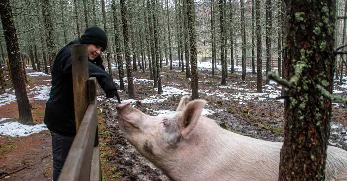 Djurskyddshemmet Saparomäki fick pris för sitt arbete – här bor grisar ...