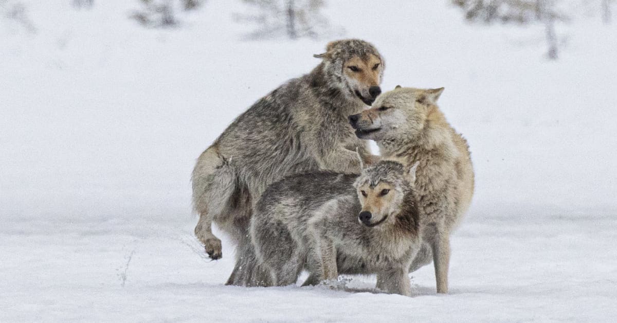 Suden metsästys kohdistuisi ensi vuonna laumoihin – näillä alueilla ...