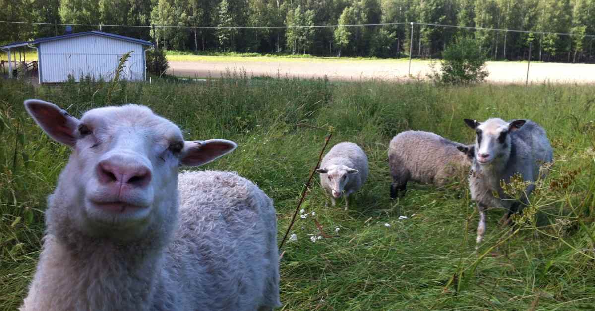 Sommardjur piggar upp både gammal och ung | Östnyland | Svenska Yle