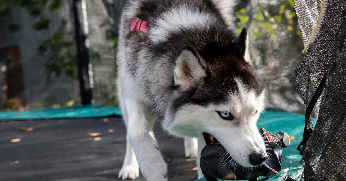 Venäjältä on tuotu Suomeen satoja koiria, vaikka itäraja on kiinni ...