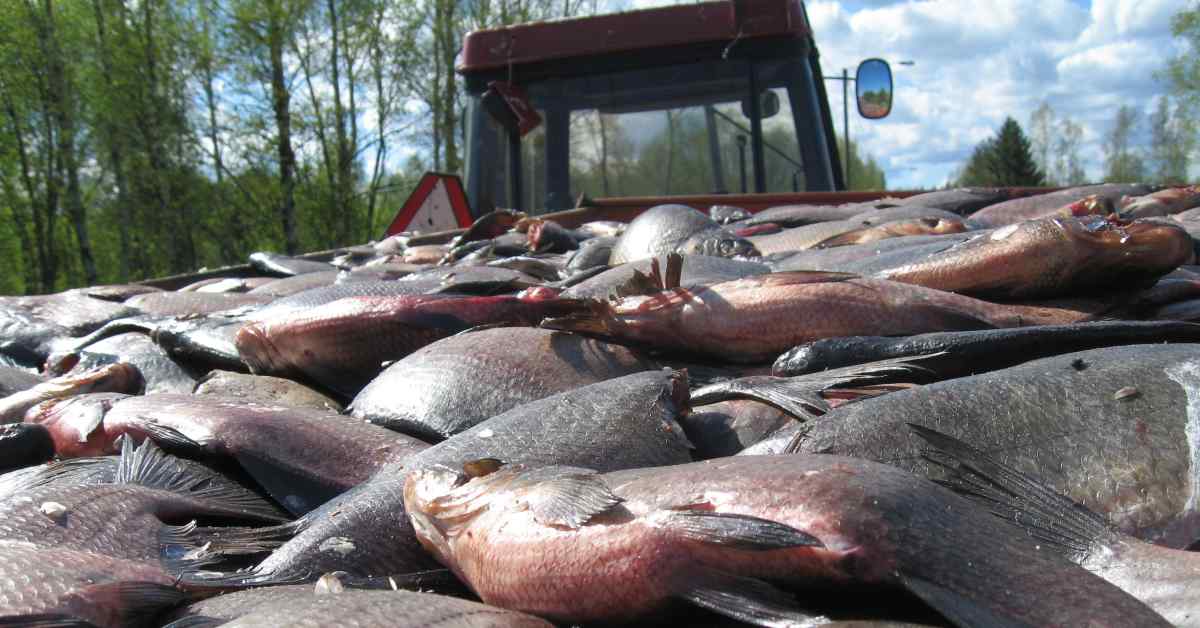 Braxen ger fiskare inkomst | Österbotten | Svenska Yle