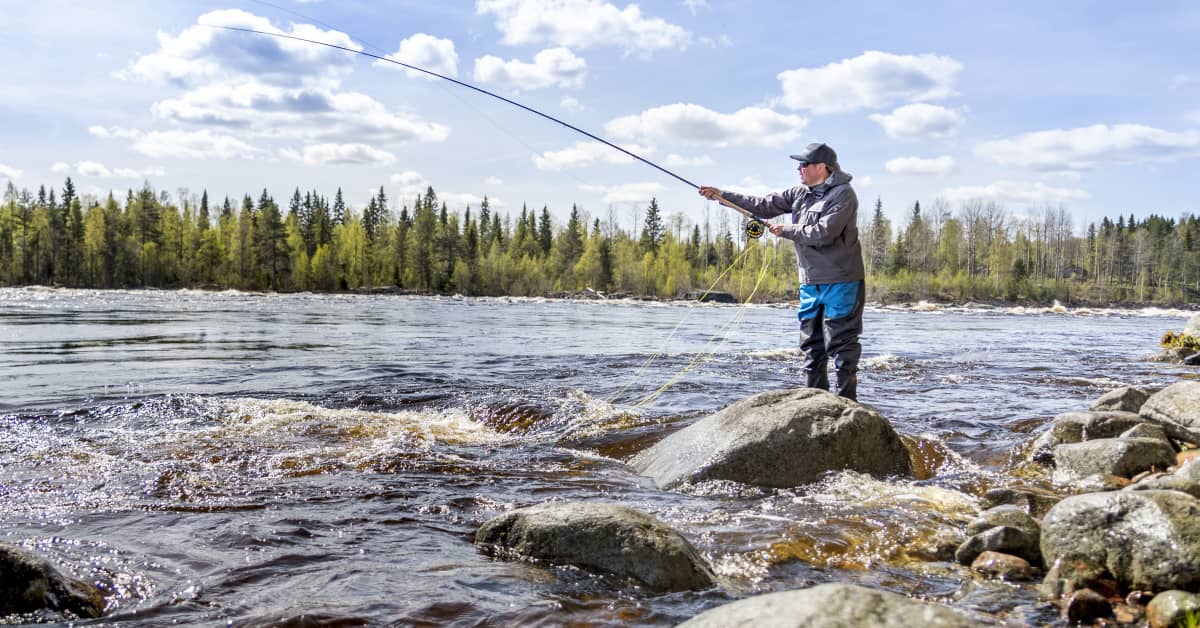 SVT: Ruotsissa kalastus lopetettu useissa Itämeren lohijoissa, koska ...