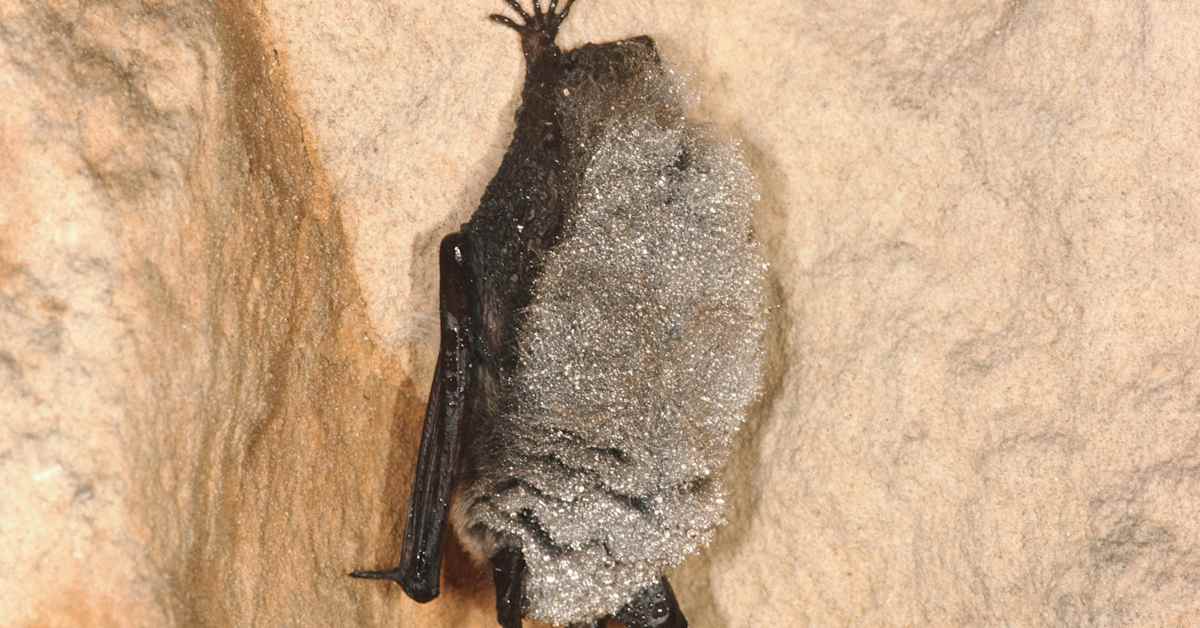 Ovanligt virusfynd hos fladdermus i Norra Savolax - Evira: Kan vara en ...