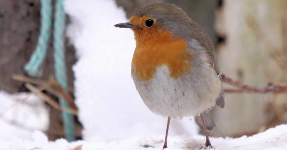 Robins struggle with frozen ground as winter returns to Finland | Yle ...