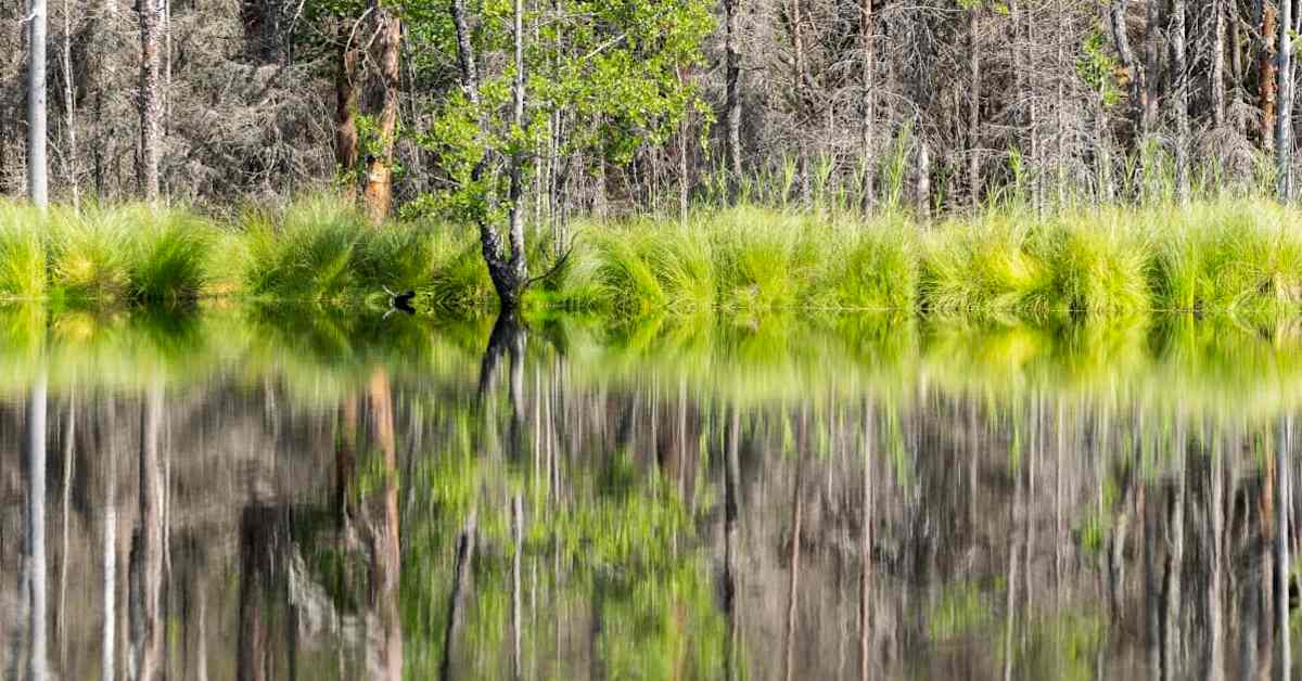Miljöminister Krista Mikkonen föreslår två nya nationalparker – en i ...
