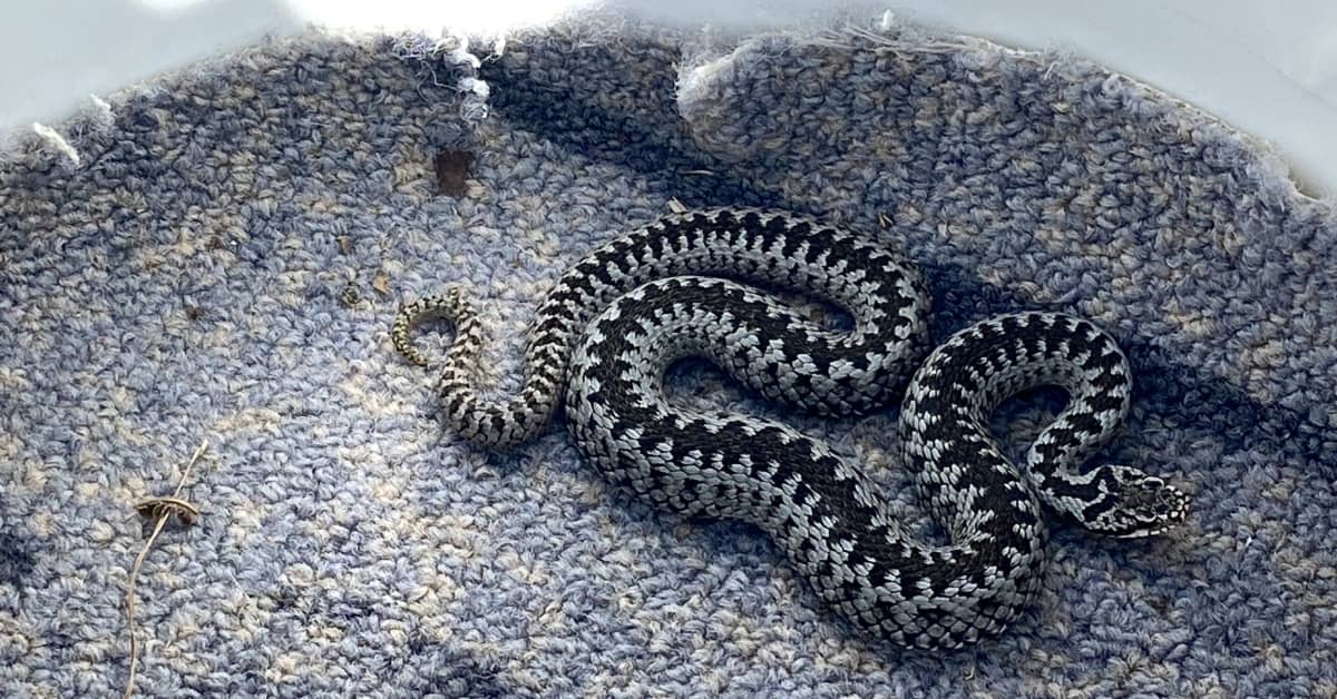 Svala inomhusutrymmen attraktiva för huggormen – se upp för oinbjudna ...