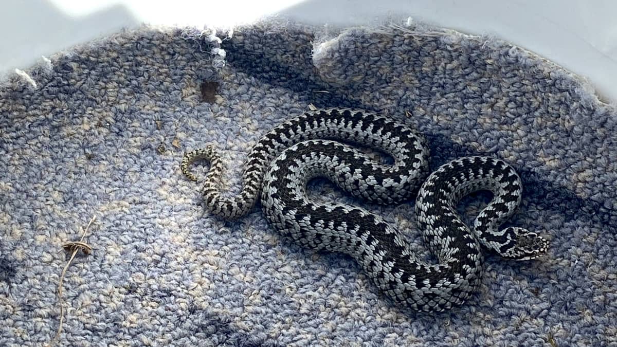 Kun kyy luikertelee pihaan, soitetaan Tapani Tuovinen paikalle – näin ...