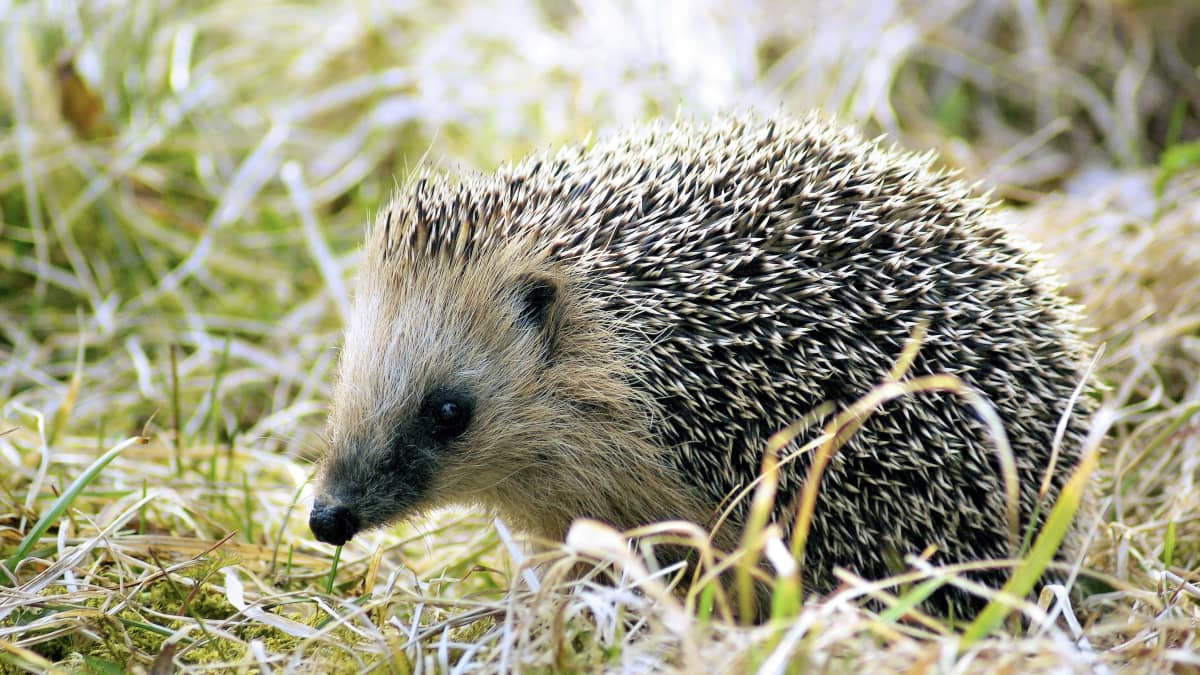 Ullan siilibaarissa käy päivittäinen kuhina — mutta miksi siili ...