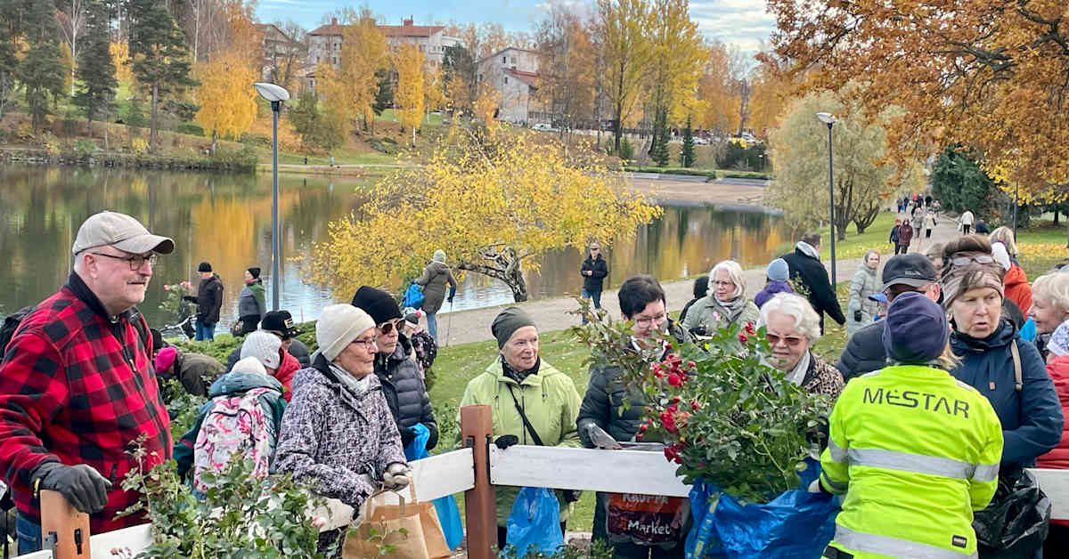 Ilmaiset ruusun juurakot saivat kuopiolaiset jonon jatkoksi | Pohjois ...