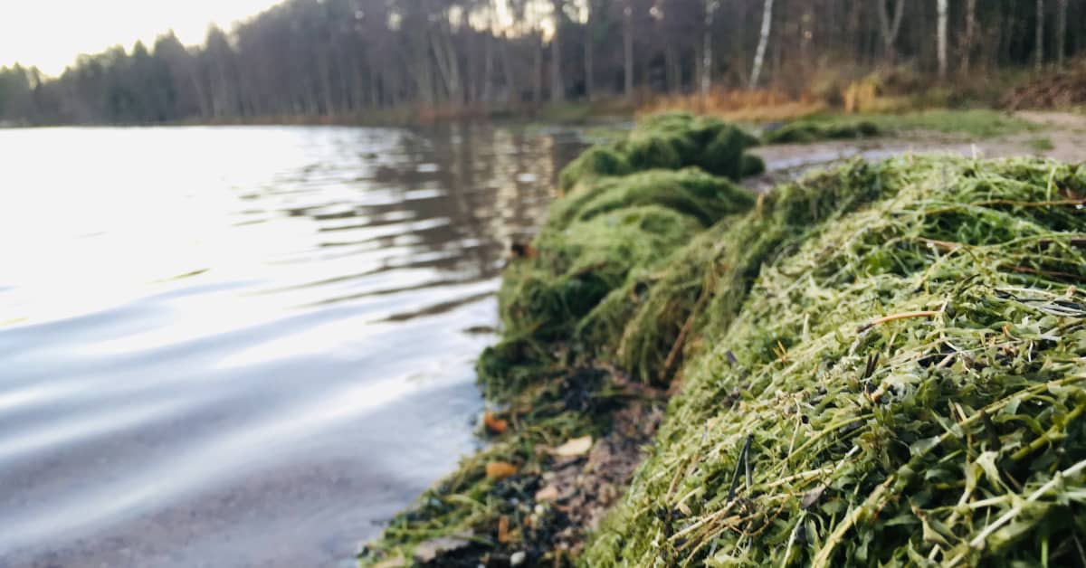 Det kristallklara Littois träsk drabbat av vattenpest | Åboland ...