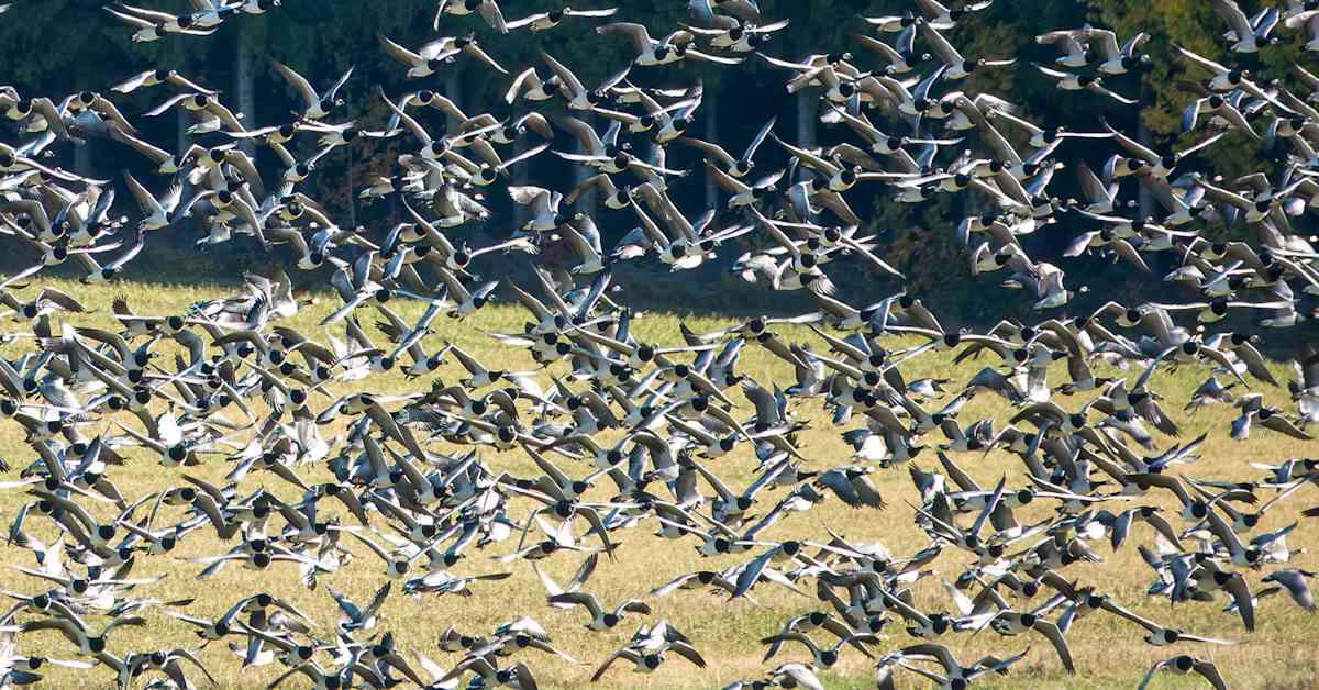 One million-plus birds spotted in Finland over weekend, barnacle geese ...