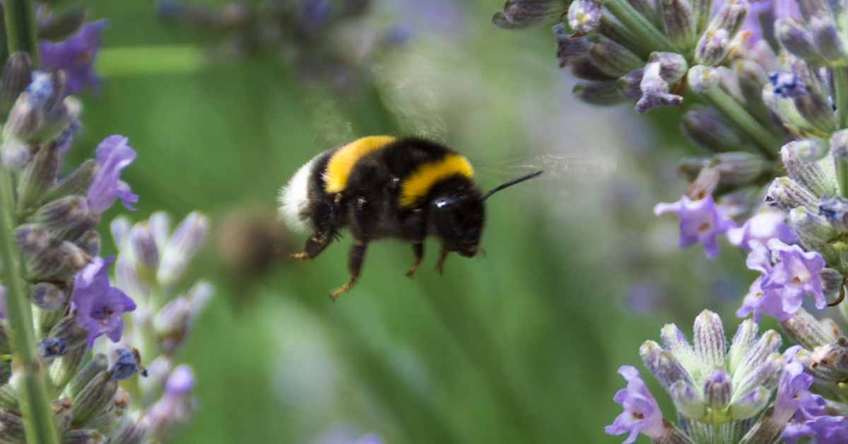 Humlan, en fantastisk navigatör trots mycket liten hjärna | Vetenskap ...