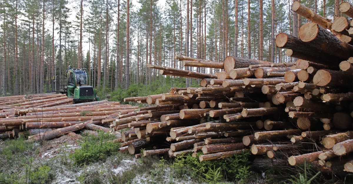 Sellutehtaille kelpaa nyt pienempikin puu – kova kysyntä sai ...
