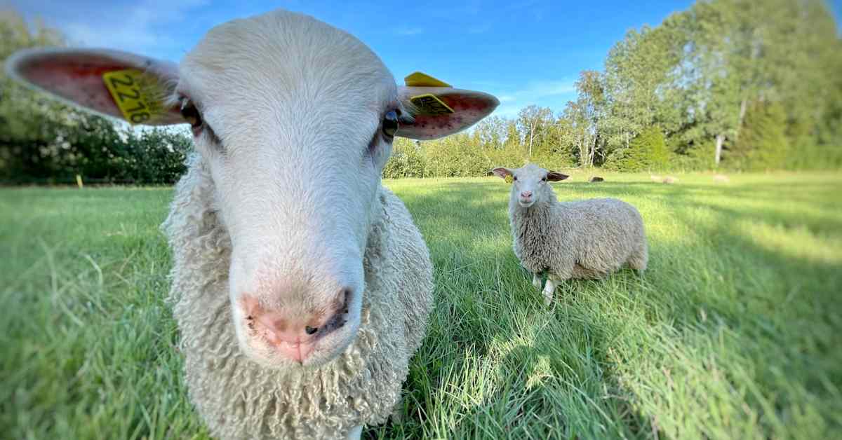 Fel får och tappade maskor – det här måste lösas om vi vill ha inhemsk ...