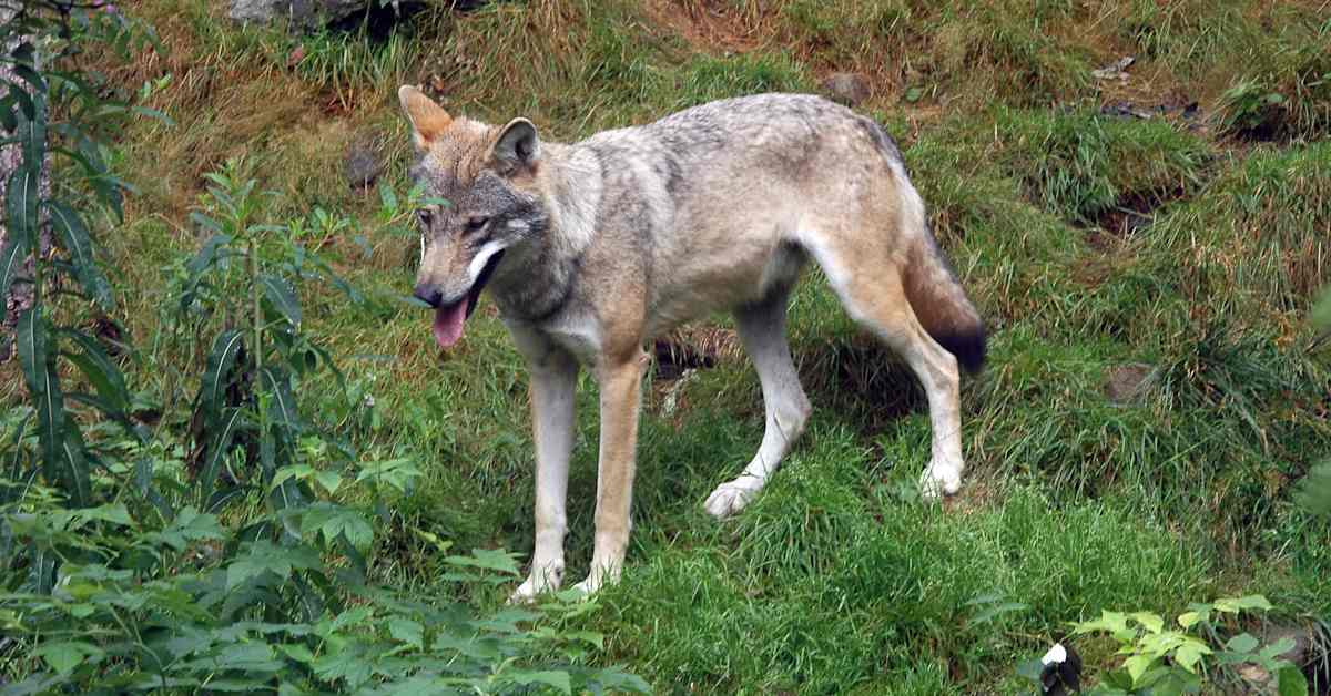 Misstanke om varg i Björneborg – strövade nära sovande barn | Åboland ...