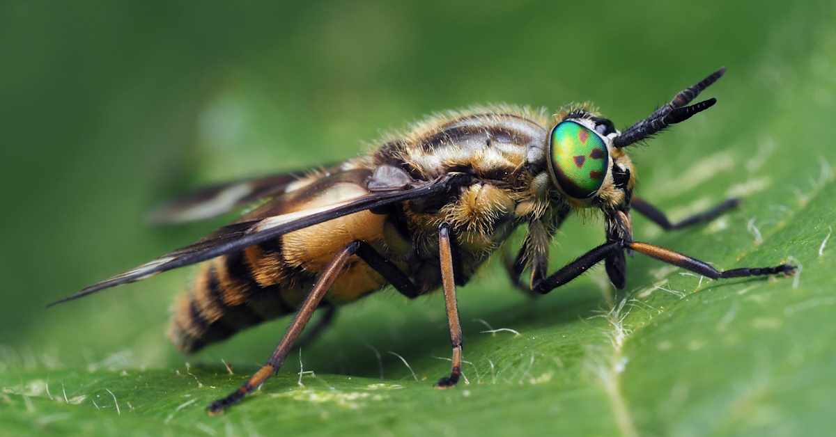 Bromsar kan också sprida borrelios, men det är sällsynt ...