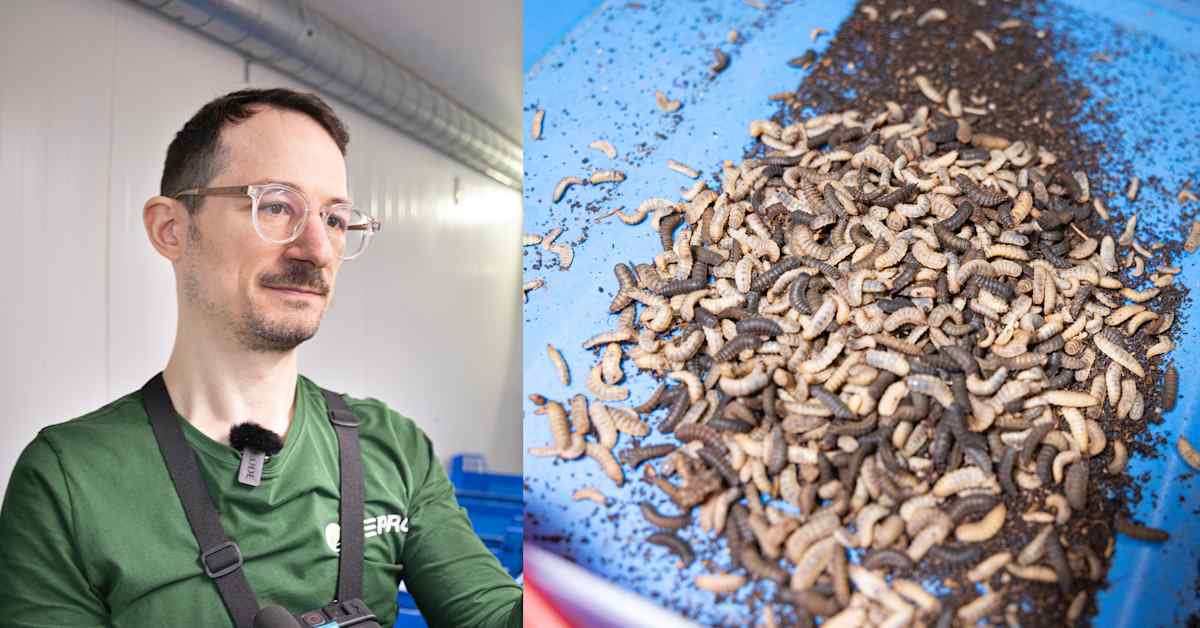 Larver skulle mätta människor – nu ska våra hundar och katter äta dem i ...