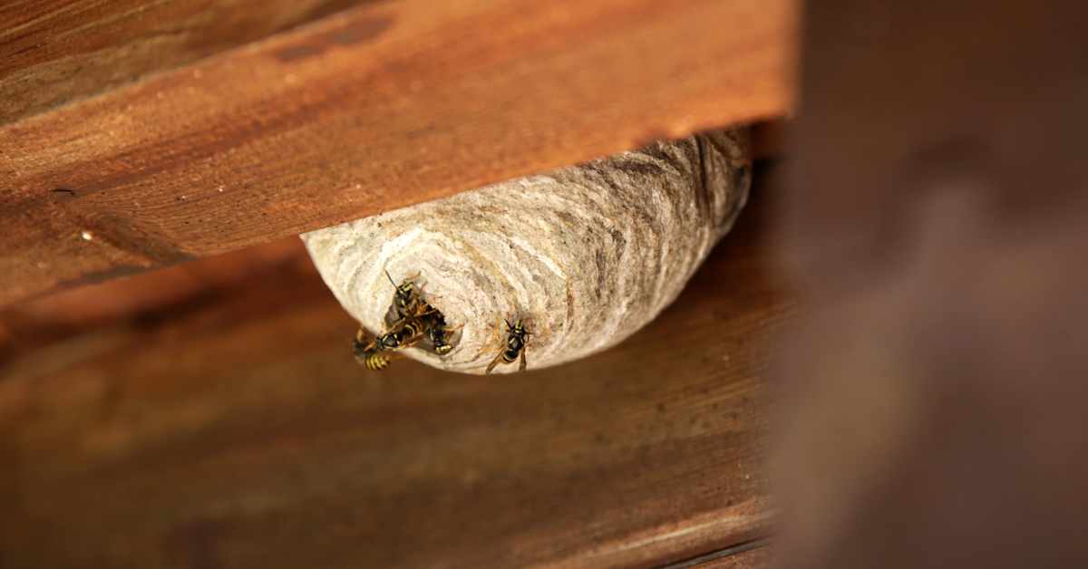 Expert explains wasp population boom this summer | Yle News | Yle