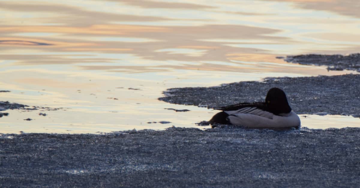 Lappiin tarvitaan lisää vesilintujen laskijoita – riittää, että ...