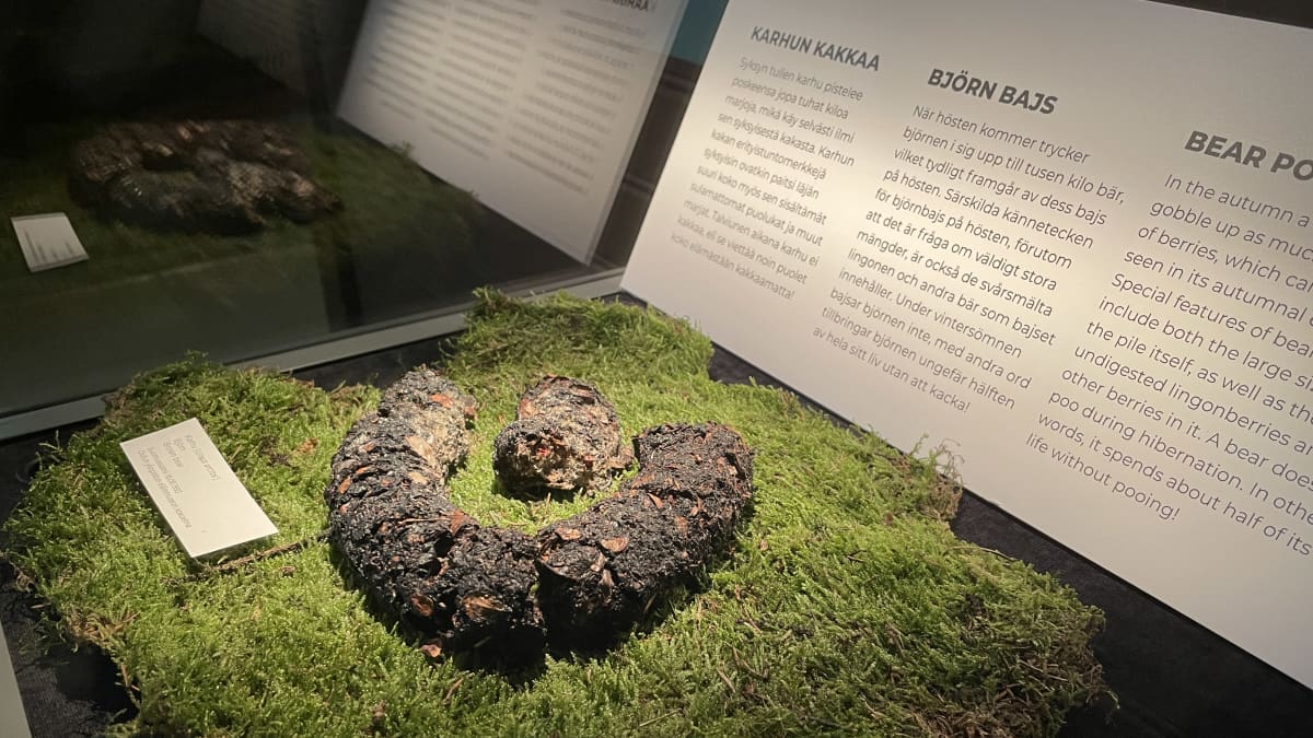 Kappas, kakkaa! veti ennätysmäärän kävijöitä Turun Biologiseen museoon ...