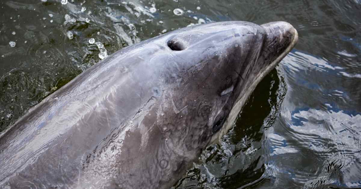 Delfiini on hyökännyt usean ihmisen kimppuun Japanissa | Uutisia ...