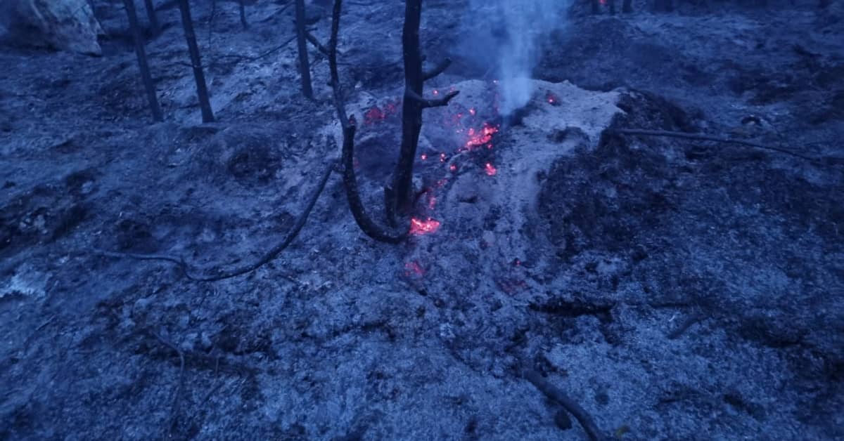 All it takes is one spark - high risk of forest fires throughout ...