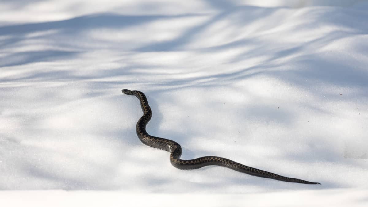 Kyyt pötköttelevät jo kevätauringossa – vielä ei kuitenkaan ole hyvä ...
