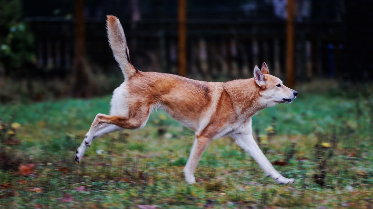 Funja on niin arka koira, että se syö pillereitä ja saa koulutusta ...