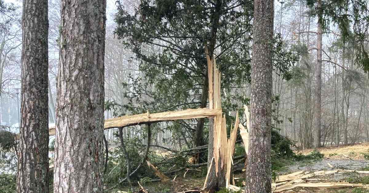 Salama halkaisi puun Turun Ruissalossa – aprillipäivän ukkoskuuro oli ...