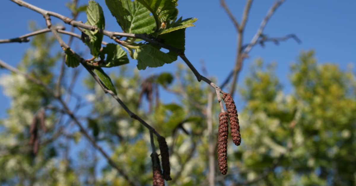 Unusually heavy pollen season getting underway in Finland | Yle