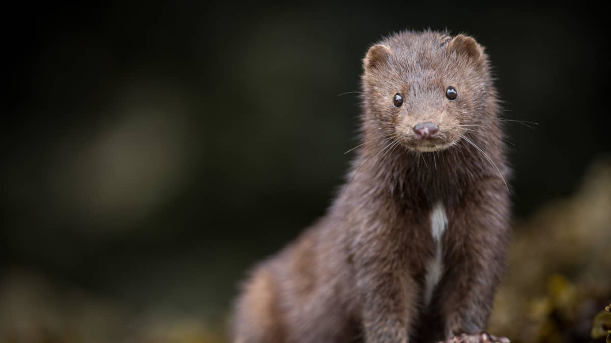 Tämä vieraspeto tekee niin pahaa jälkeä, ettei metsästämiseen tarvita ...