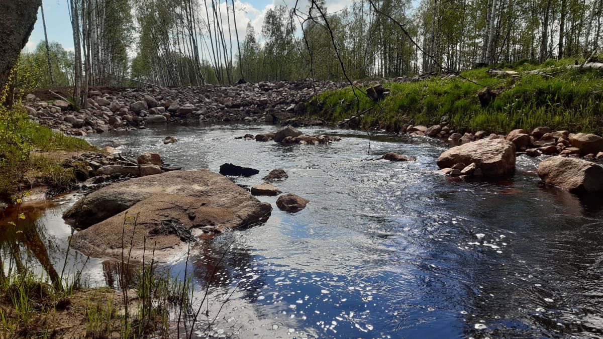 Metsähallitus tuunasi pohjoispohjalaista Temmesjokea ...