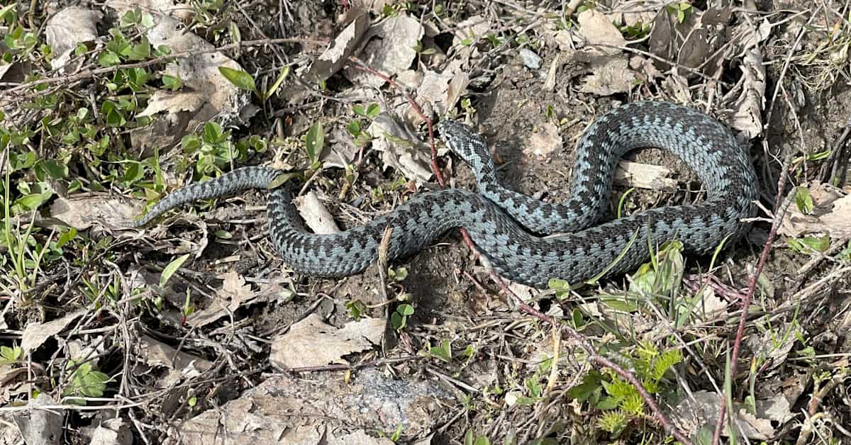Kyyt luikertelevat koulun pihalla Hausjärvellä – asiantuntija ehdottaa ...