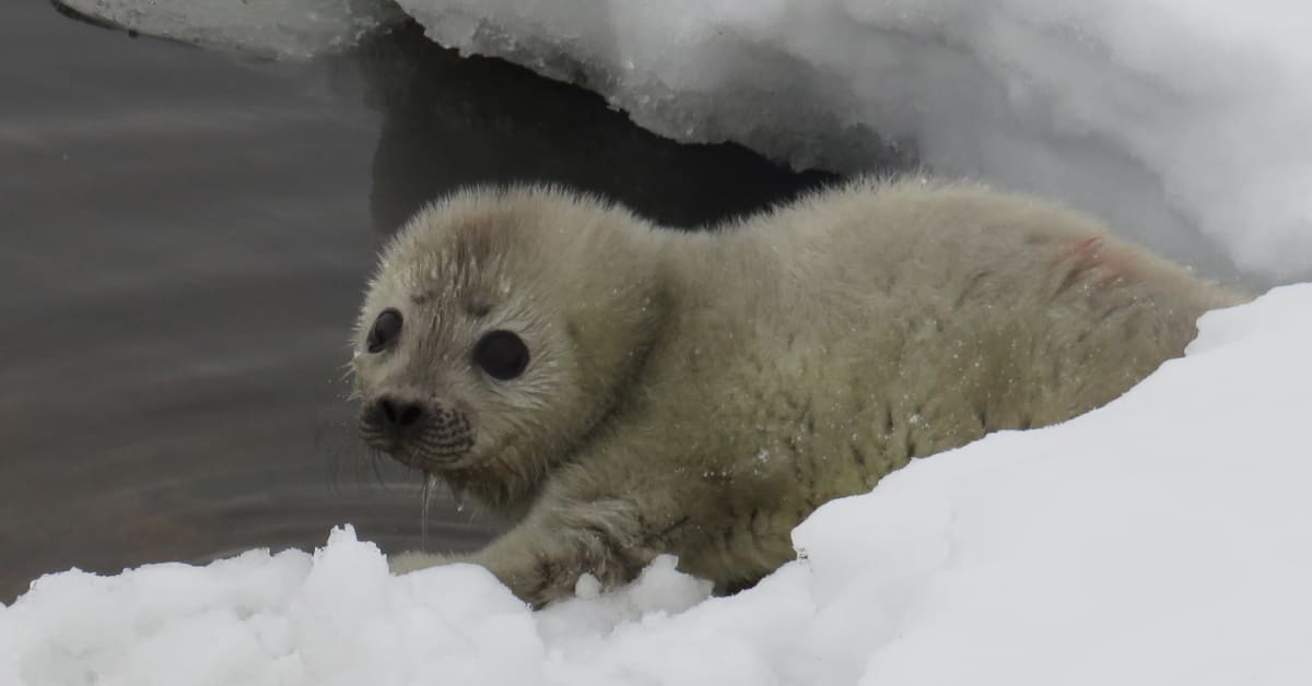 Saimaa ringed seal nest count begins | Yle