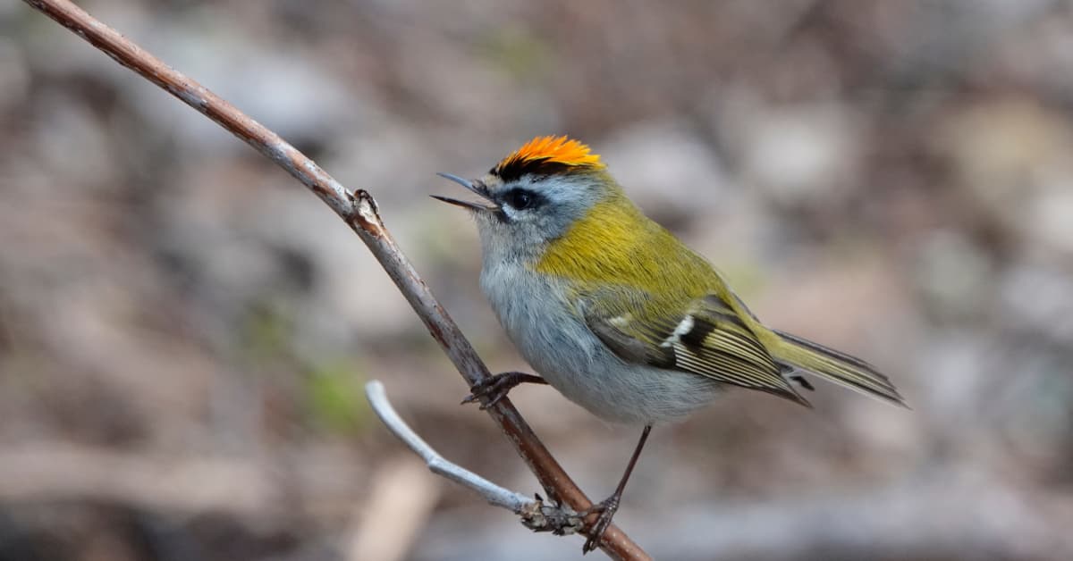 Kylmyys pakottaa muuttolintuja kääntymään – osalle voi koitua kova ...