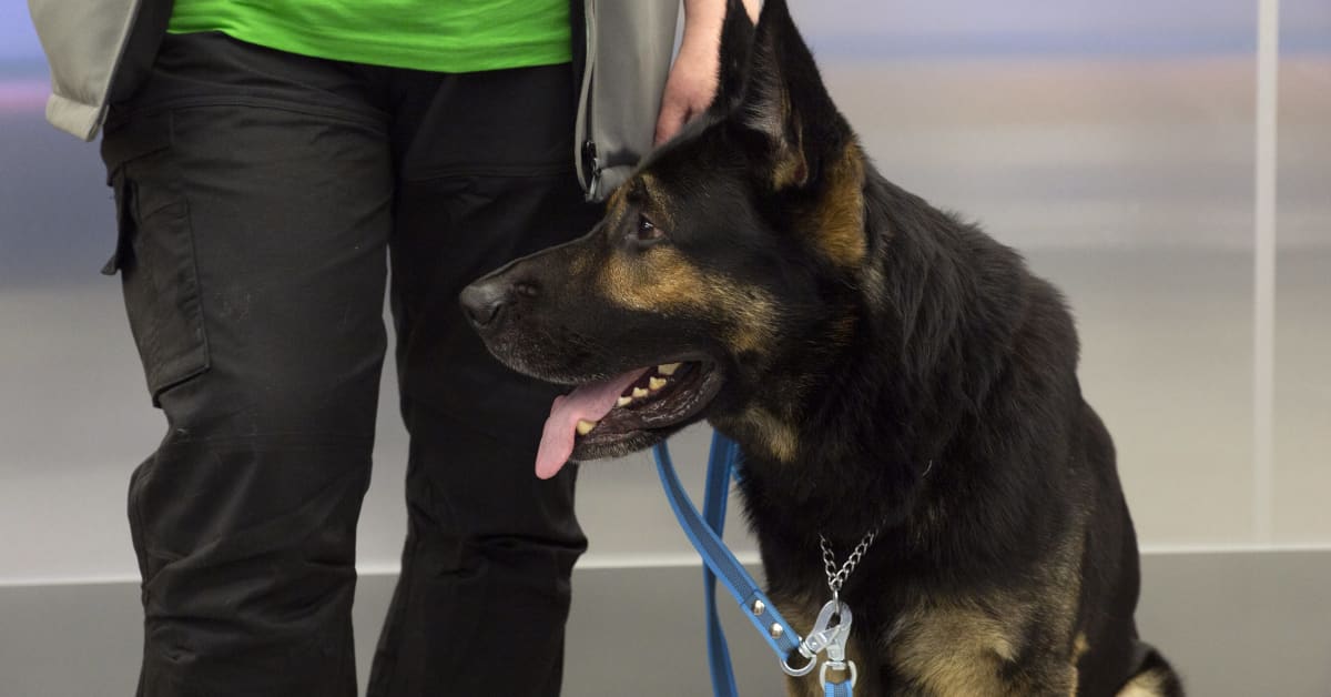Customs will not use Covid sniffer dogs | Yle