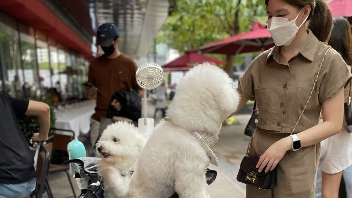 Arkea maailmalta: Koirat kulkevat vaipoissa Manilassa, ja se on ...