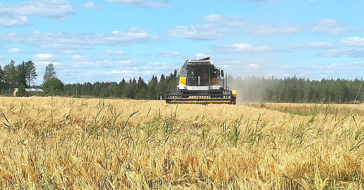 Luke: Syksyn sato vaikuttaa lupaavalta etenkin rukiin ja vehnän osalta ...