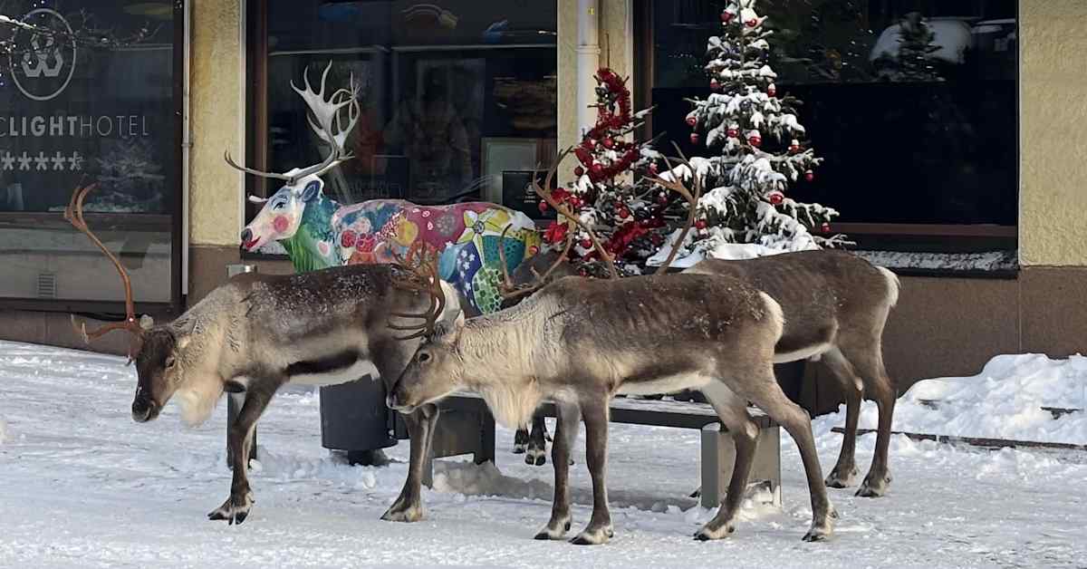 Reindeer stroll through downtown Rovaniemi, delighting tourists | Yle ...